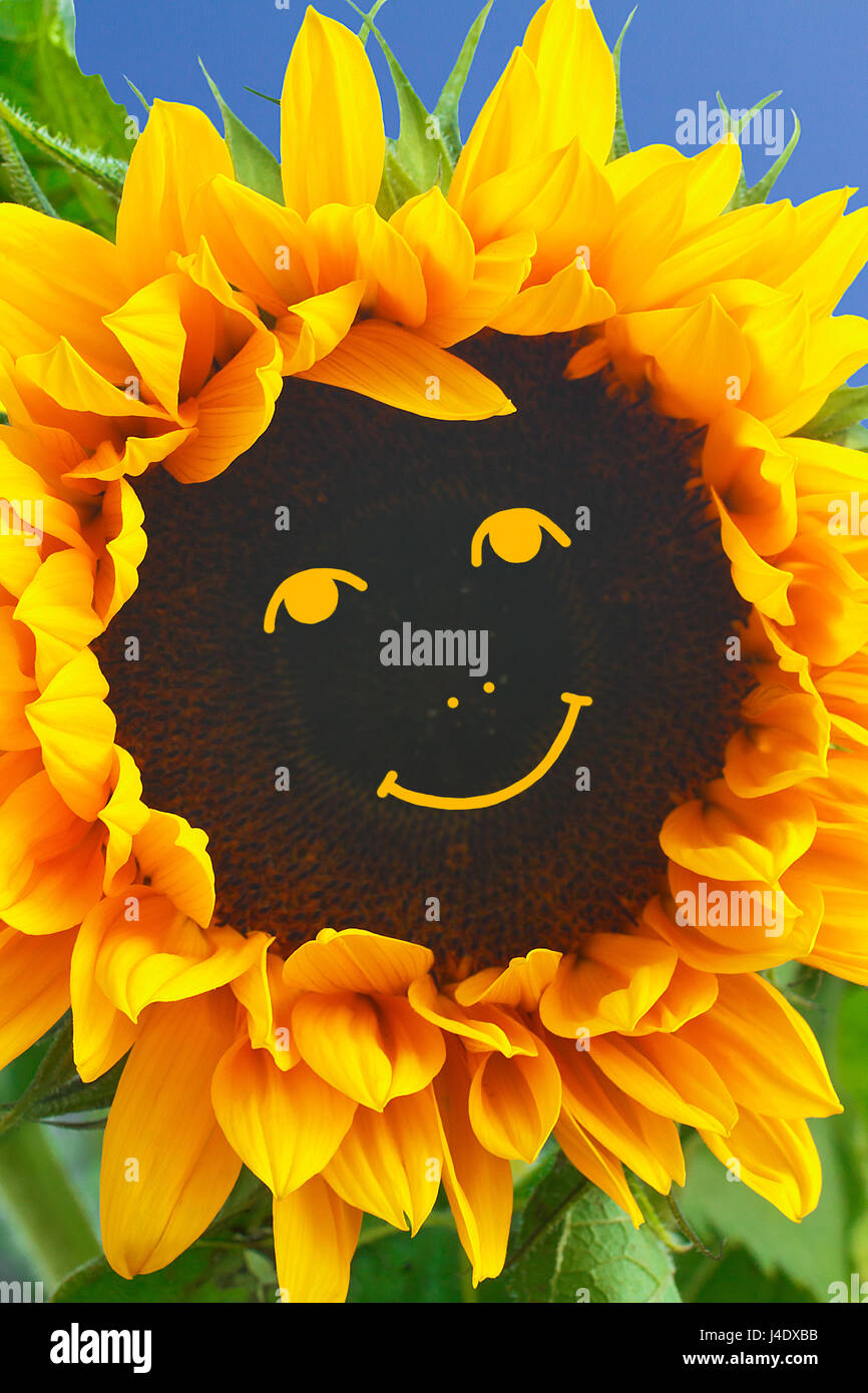 Sunflower in full bloom with a happy smiling face in front of blue sky ...