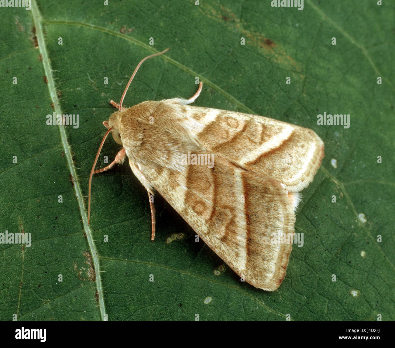 Chloridea virescens hi-res stock photography and images - Alamy