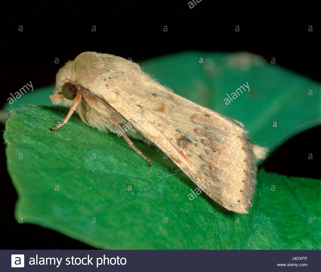 Helicoverpa Armigera High Resolution Stock Photography and Images - Alamy