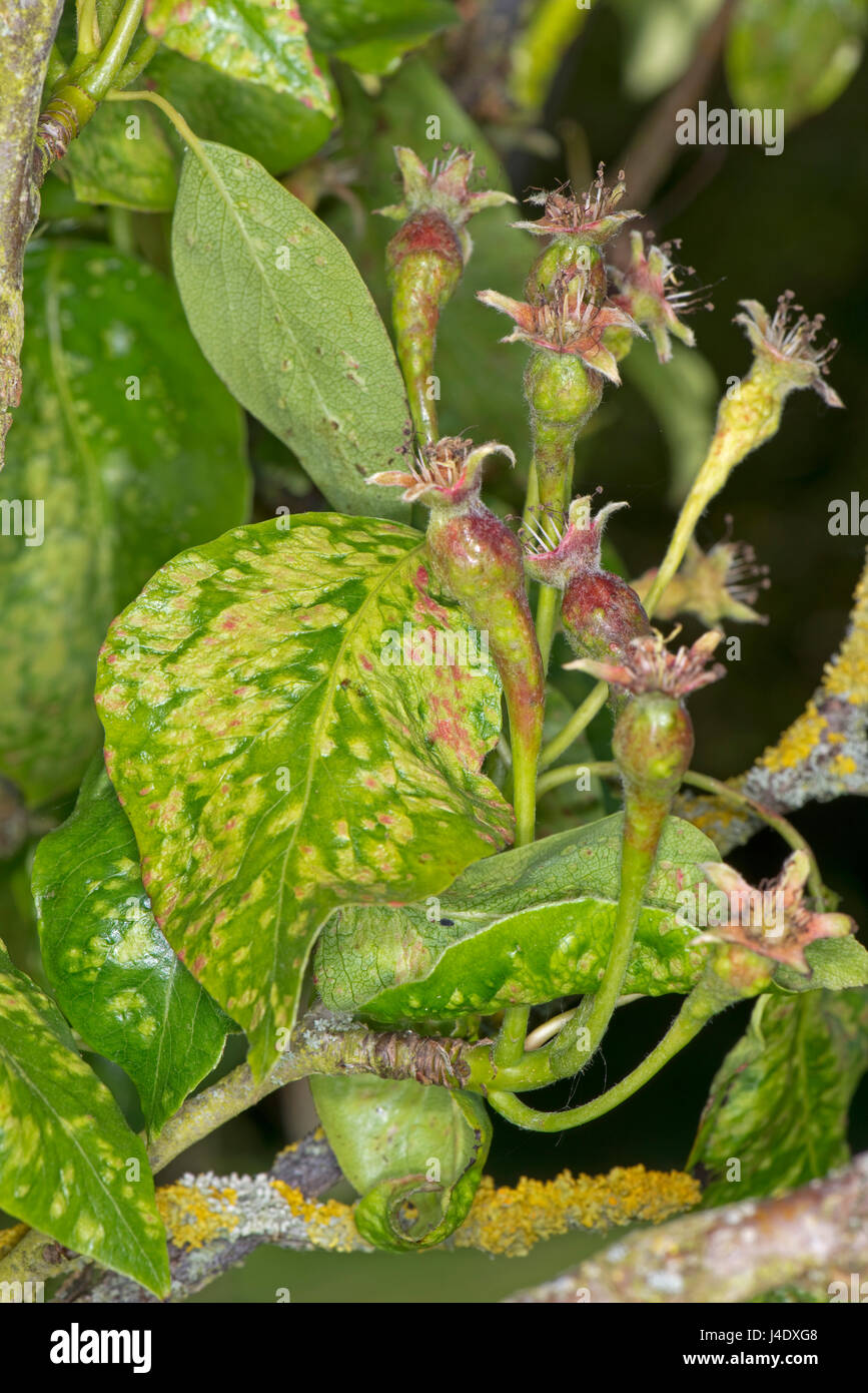 Damage caused early in the season by pear leaf blister mites, Eriophyes ...