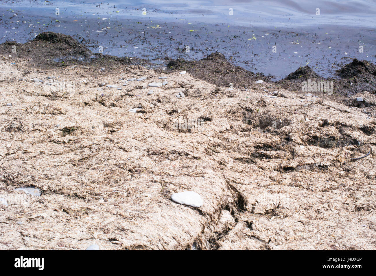Smelly, rotten seaweed on the seashore Stock Photo - Alamy