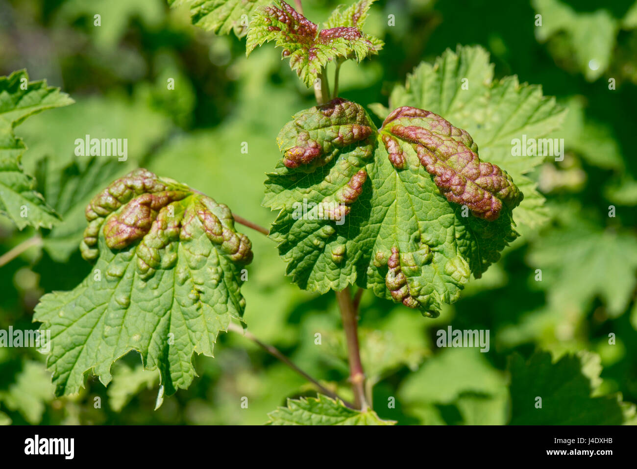 Damage to the leaves of a currant, Ribes sp., caused by currant blister ...