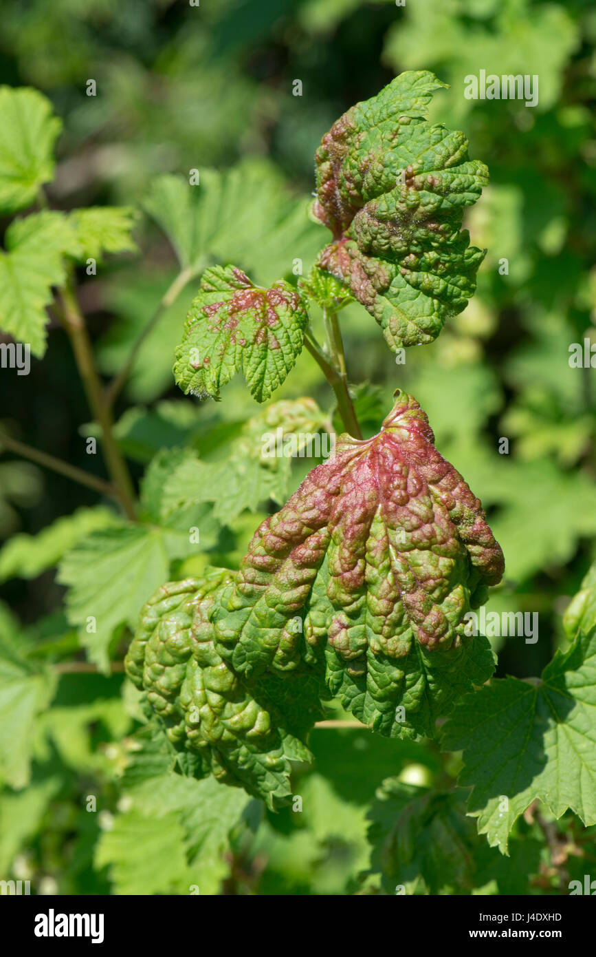 Damage to the leaves of a currant, Ribes sp., caused by currant blister ...