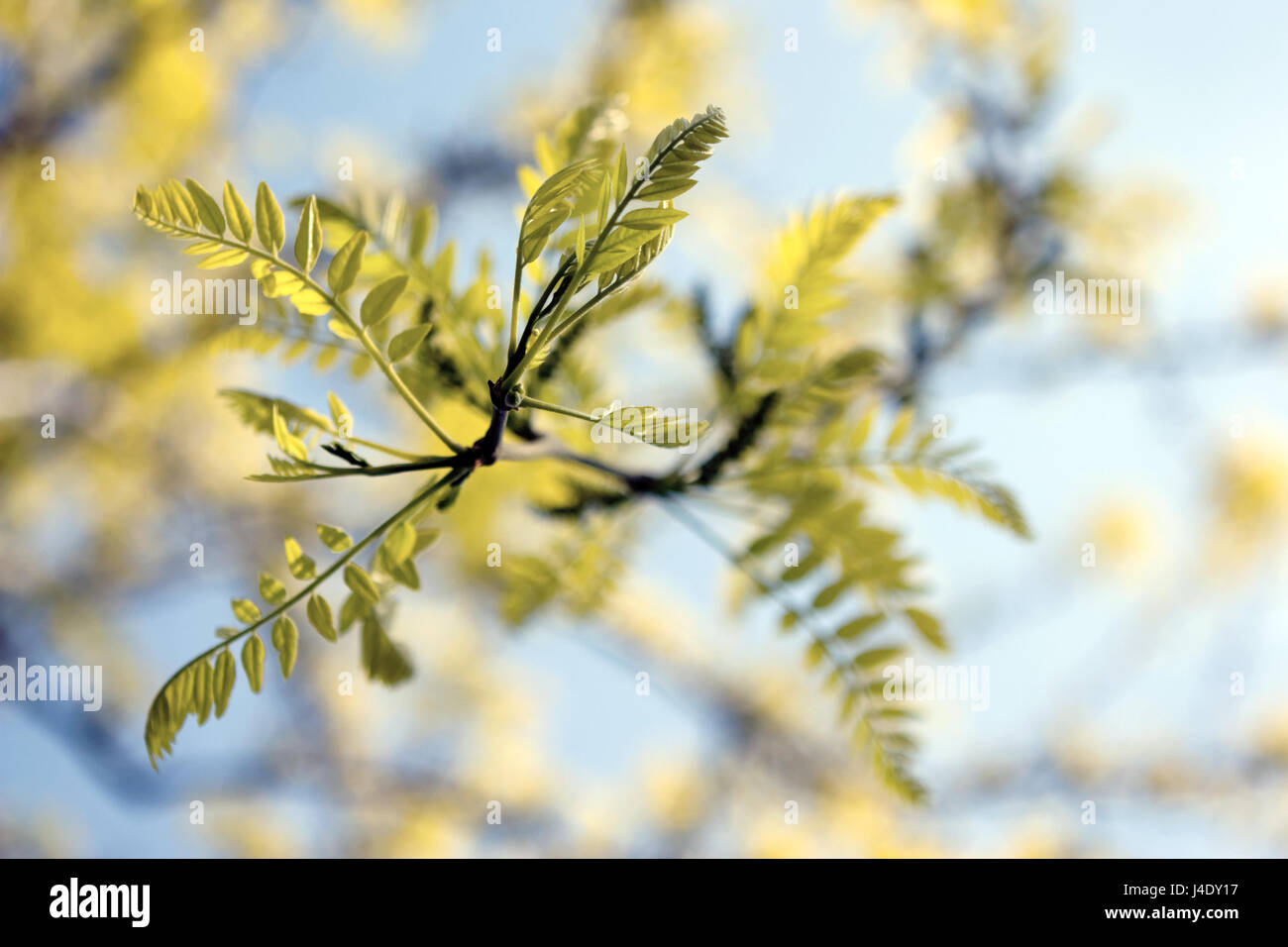 Fresh green leaves in sunshine against background of the blue sky Stock ...