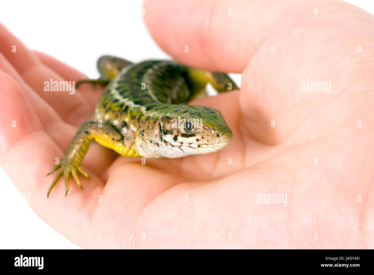 Green and yellow lizard in a female hand, isolated on white Stock Photo ...