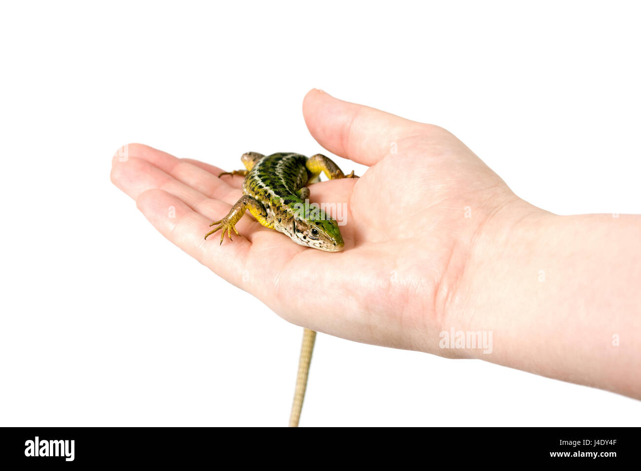 Green and yellow lizard in a female hand, isolated on white Stock Photo ...
