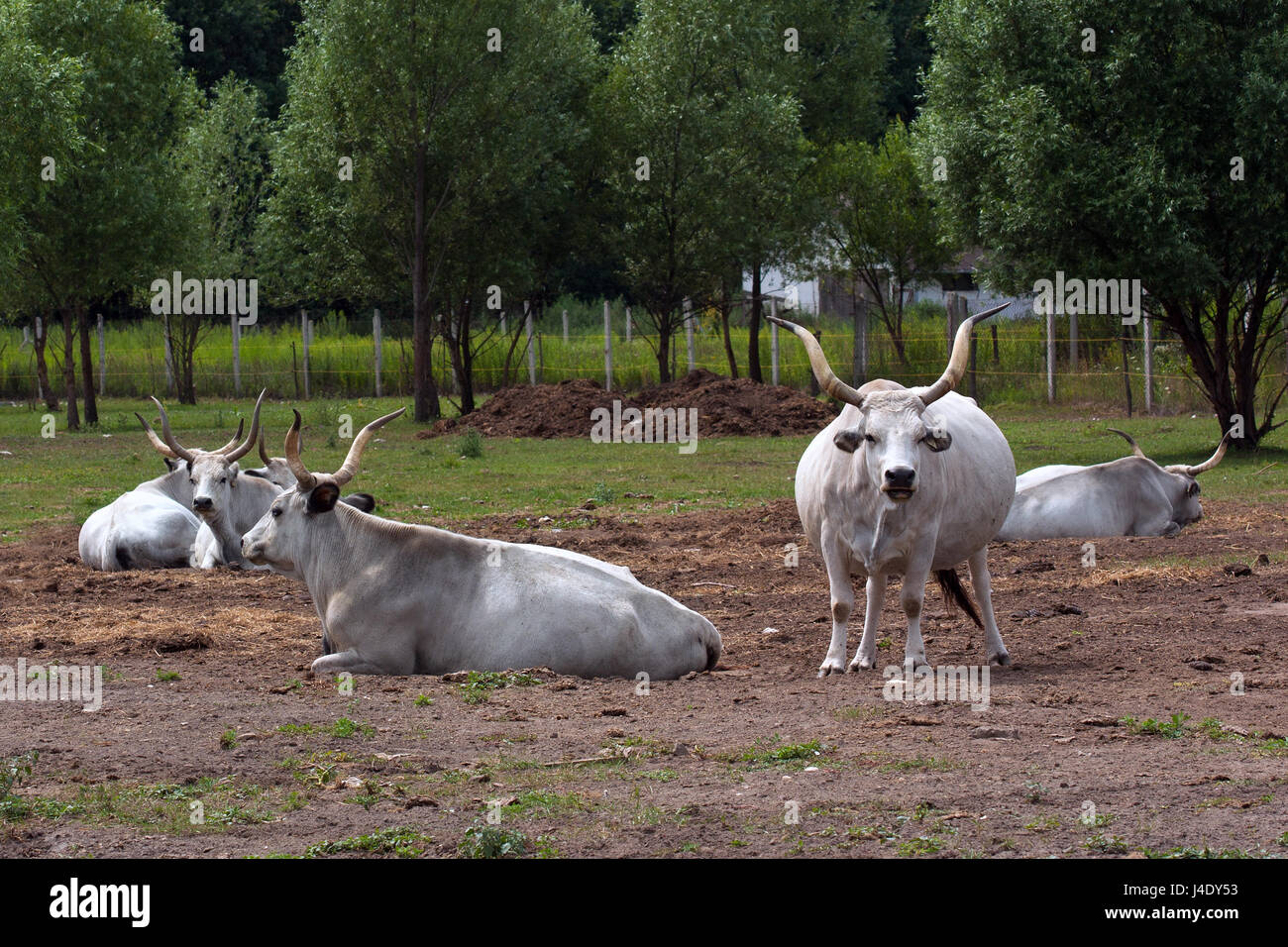 Bos taurus hungaricus hi-res stock photography and images - Alamy