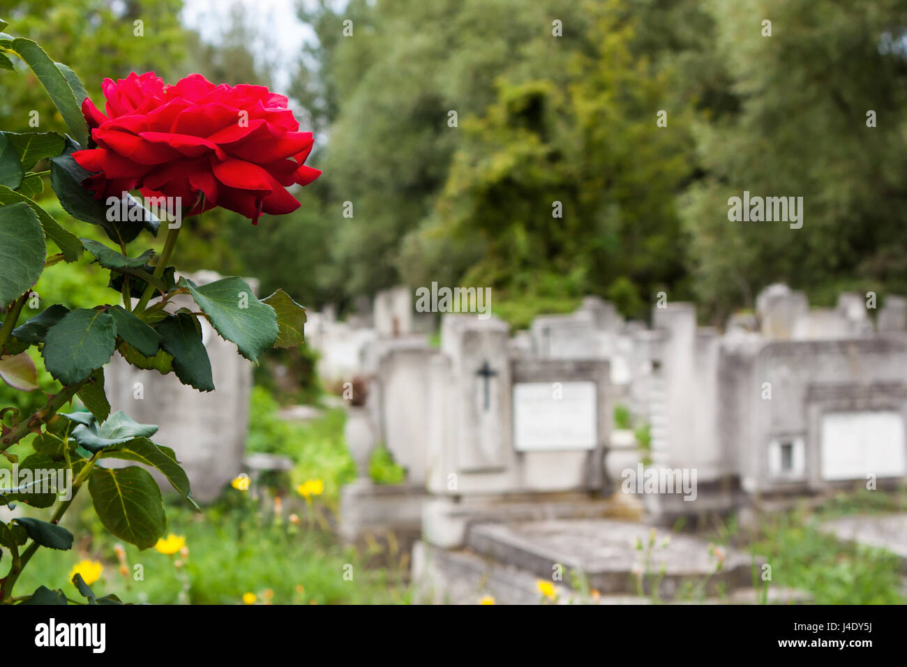 Grave flower red rose hi-res stock photography and images - Alamy