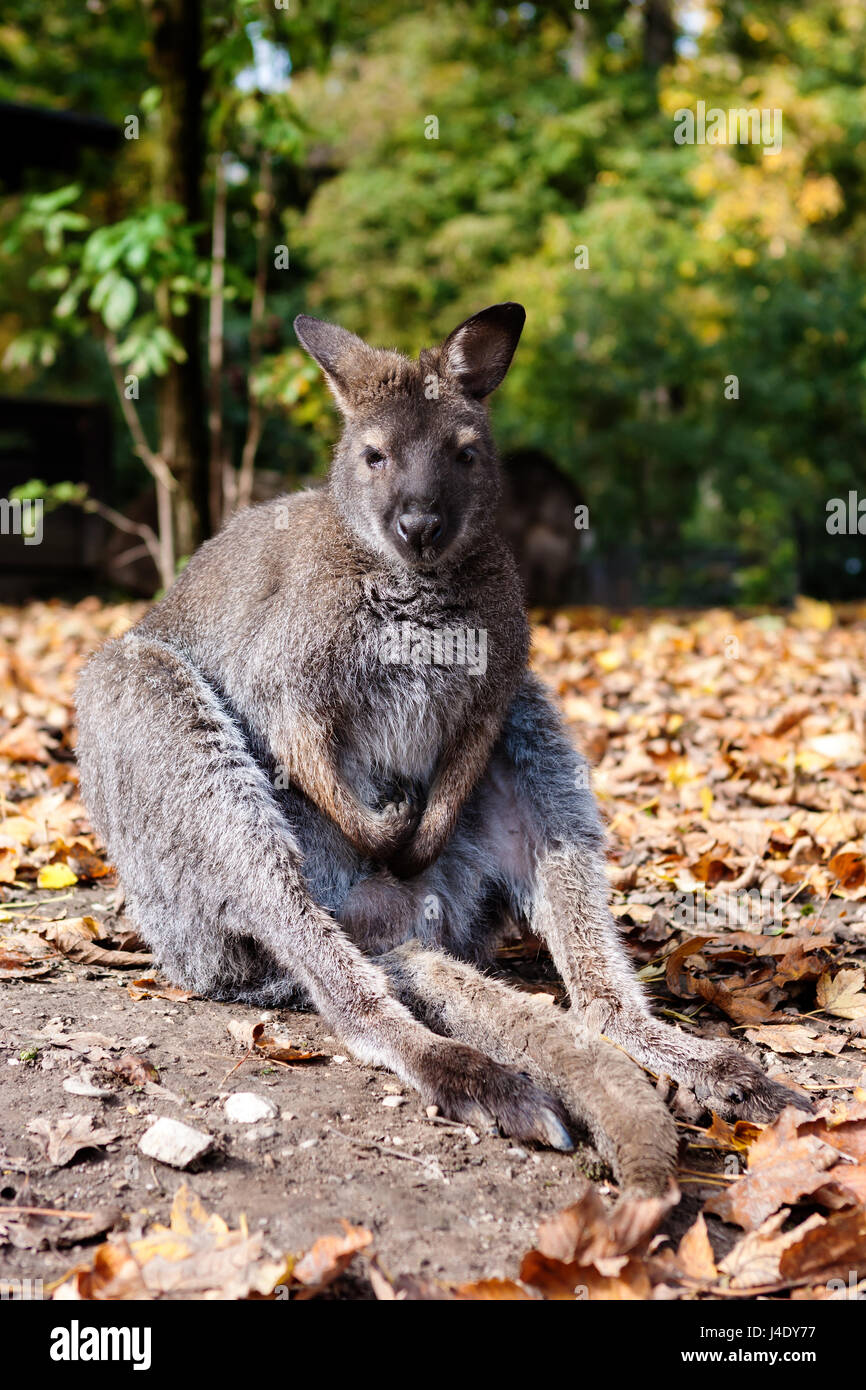 Lonely Kangaroo sitting in an autumn forest Stock Photo - Alamy