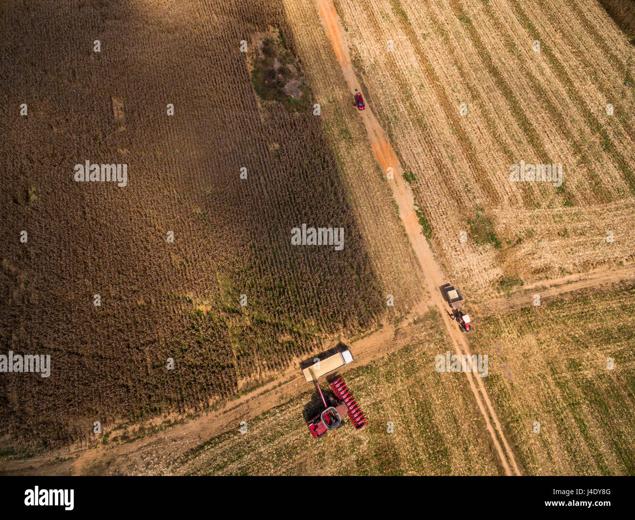 A red combine harvester reaps a maize field on a commercial farm in ...
