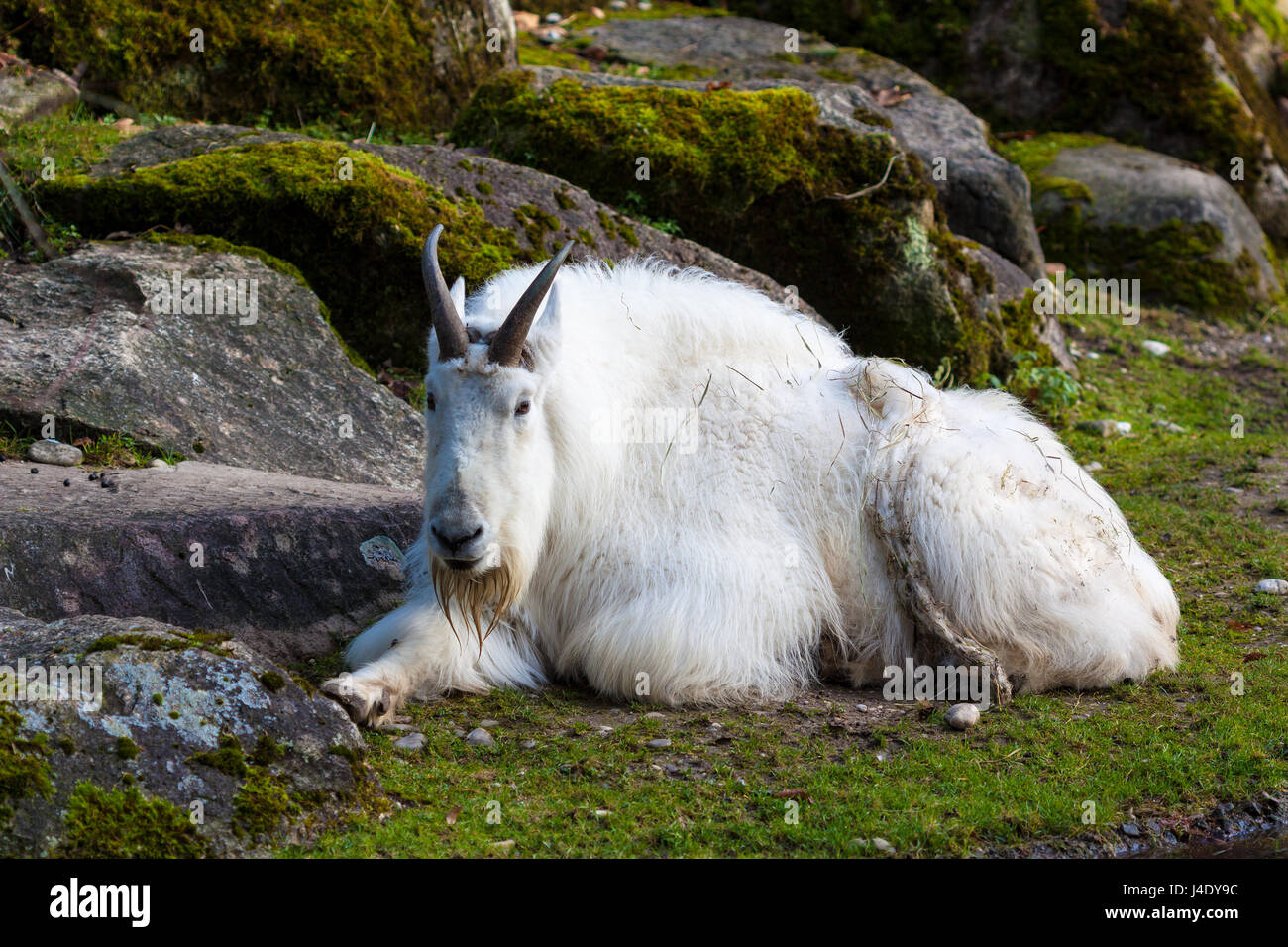 Mountain goat (Oreamnos americanus Stock Photo - Alamy