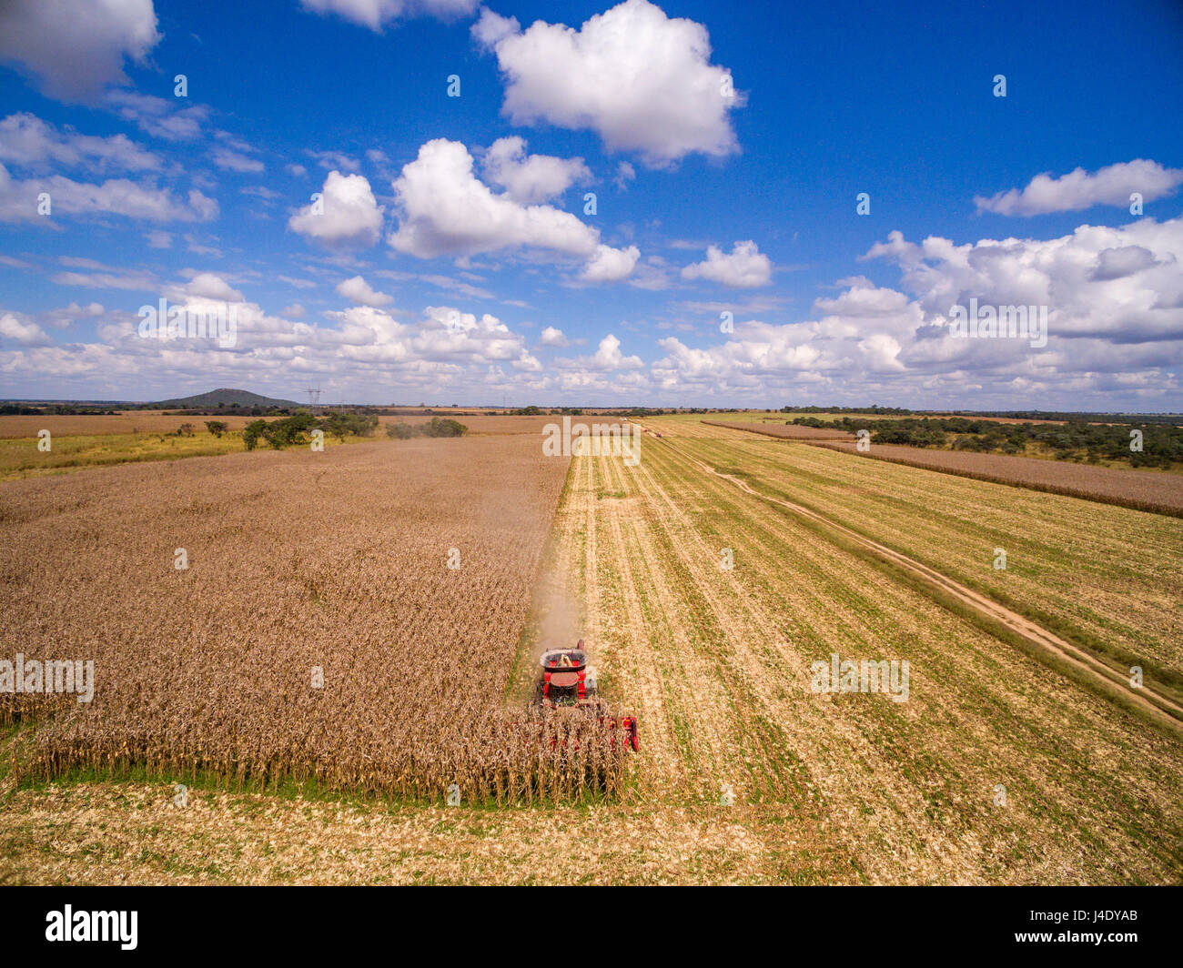 A red combine harvester reaps a maize field on a commercial farm in ...