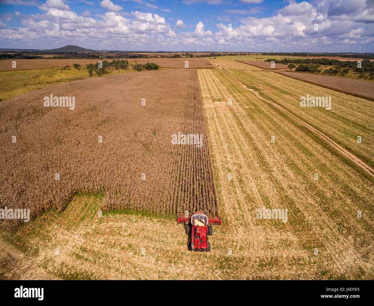 A red combine harvester reaps a maize field on a commercial farm in ...