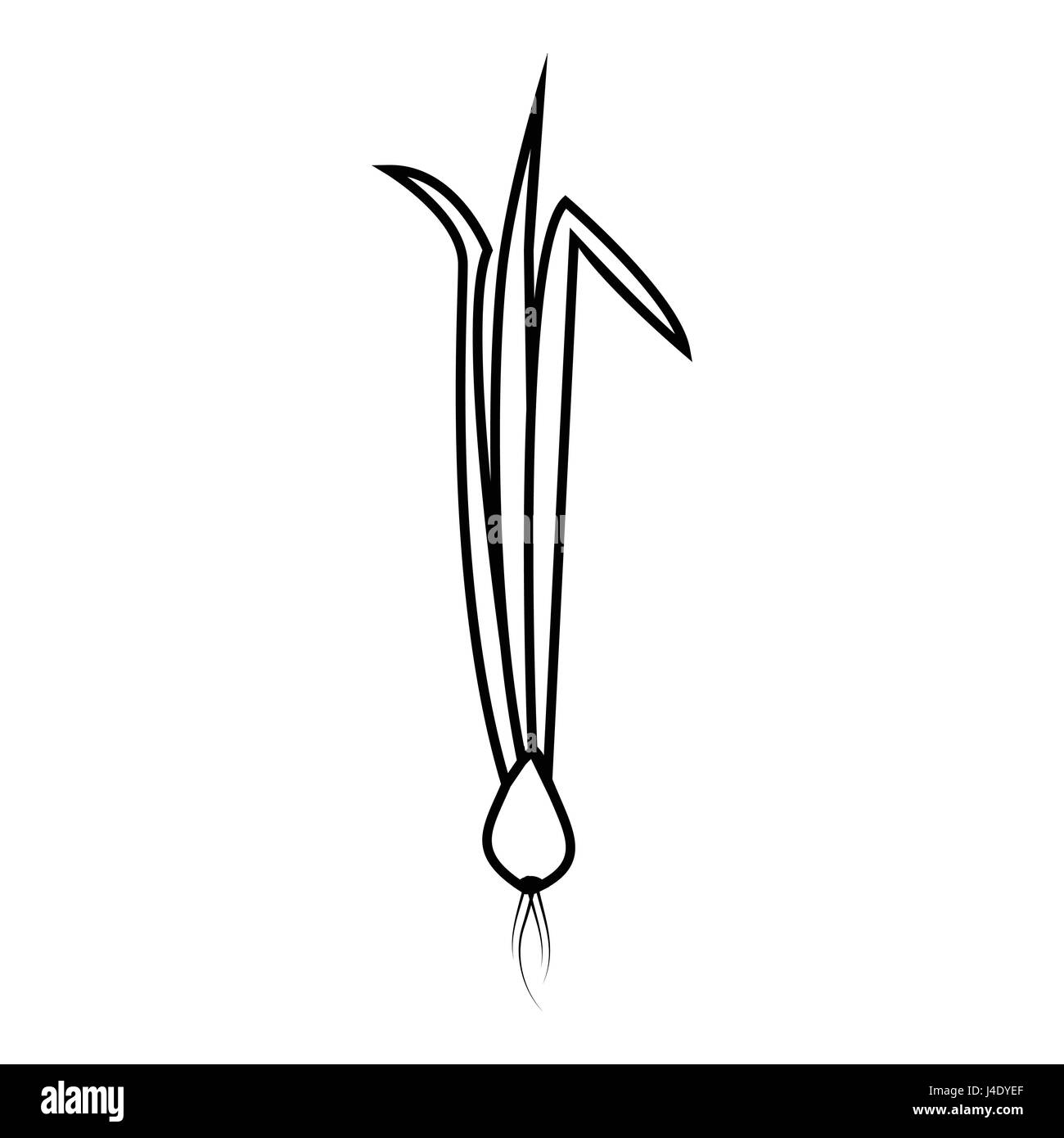 Shallots fresh Stock Vector Images - Alamy