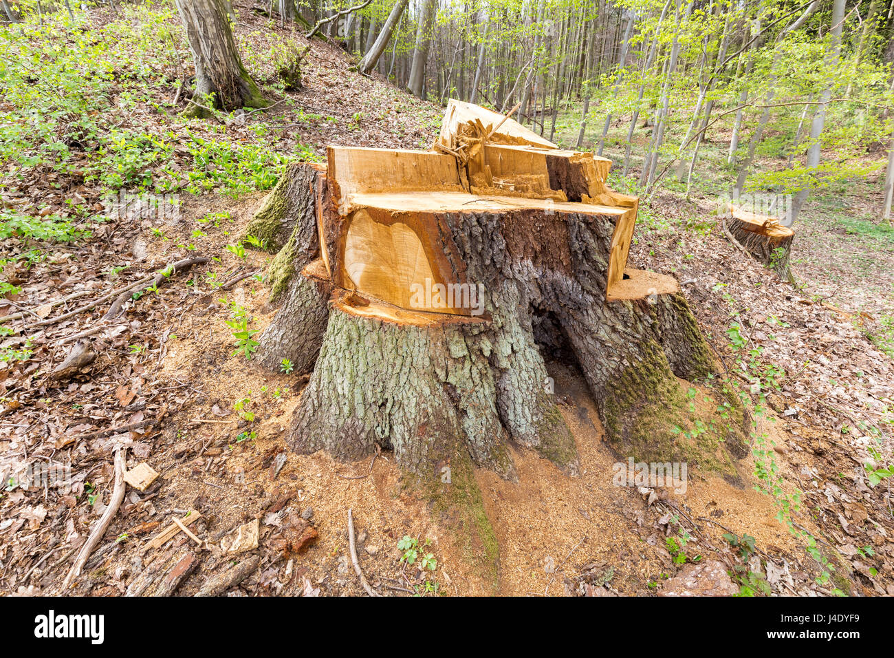 Felled tree divided into pieces - Maria Laach, Rhineland ...