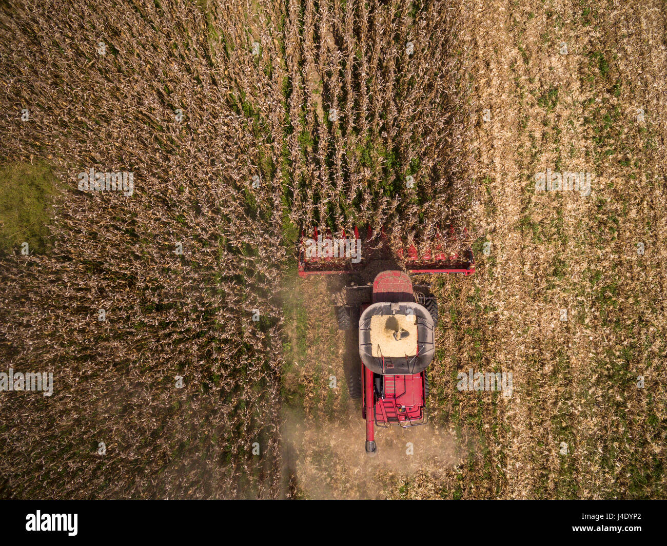 A red combine harvester reaps a maize field on a commercial farm in ...