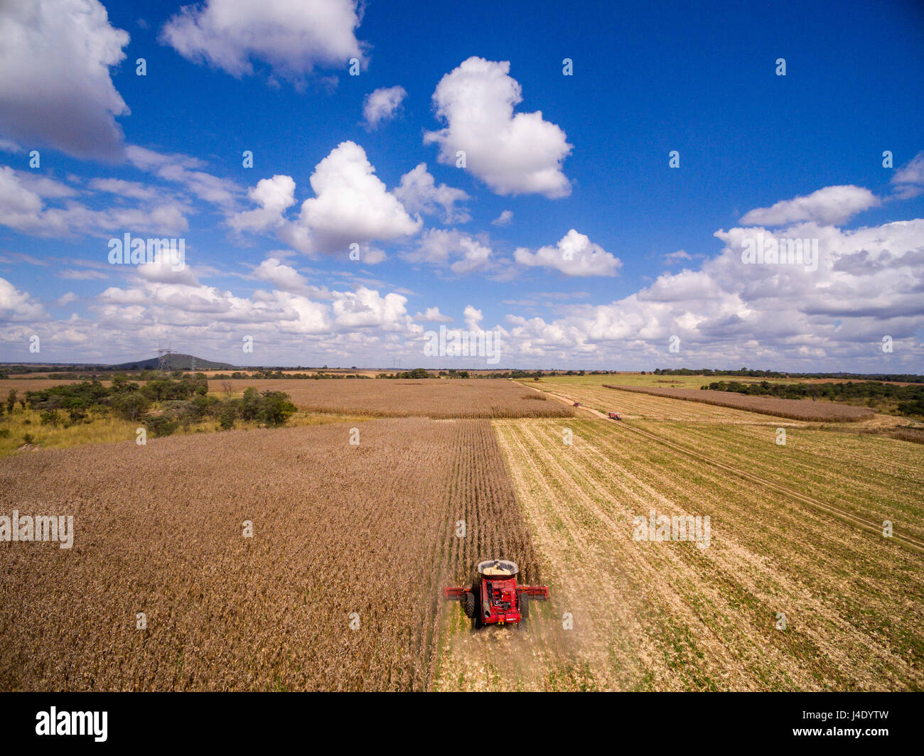 A red combine harvester reaps a maize field on a commercial farm in ...