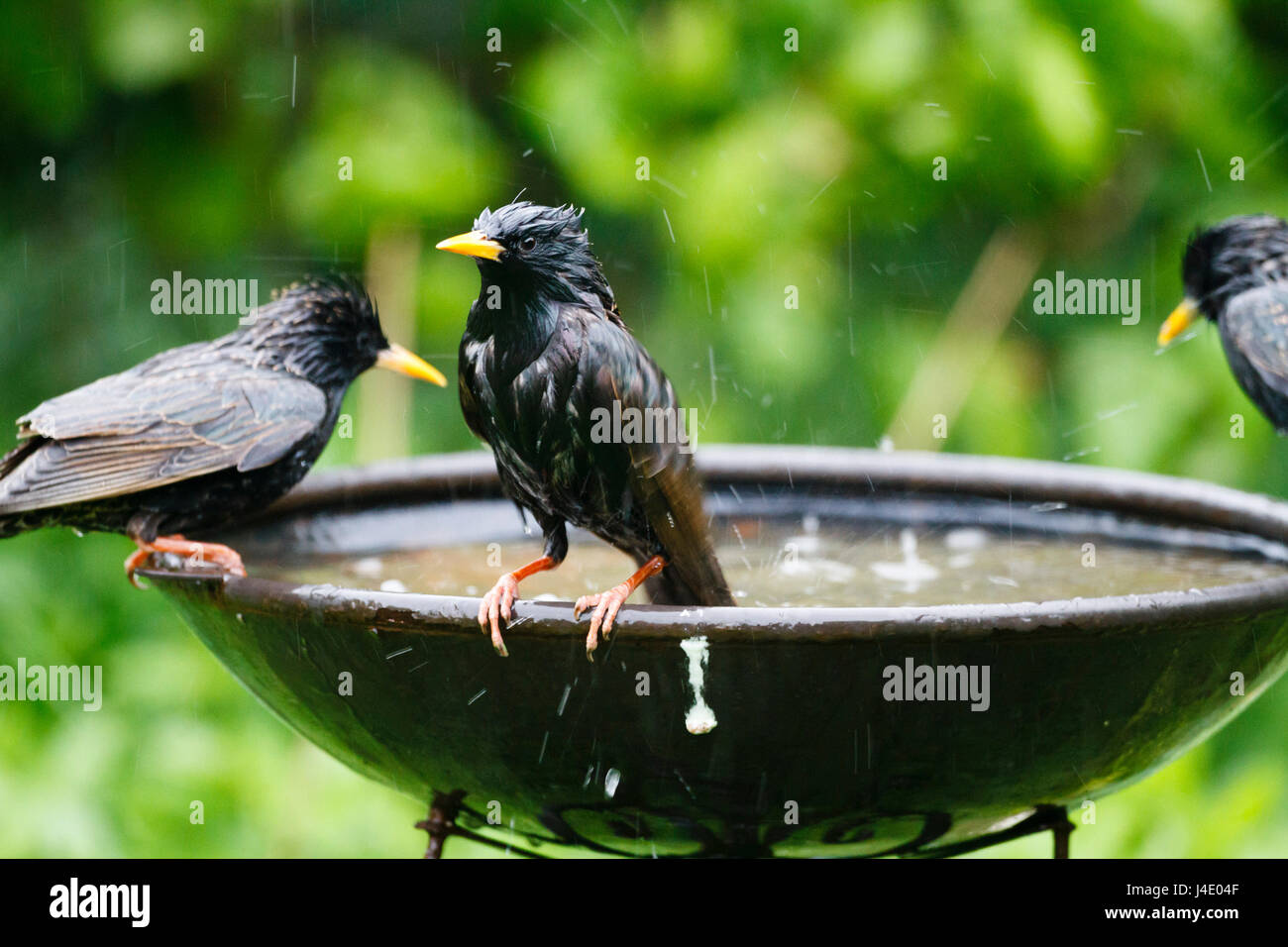 Garden rain bird bath hi-res stock photography and images - Alamy