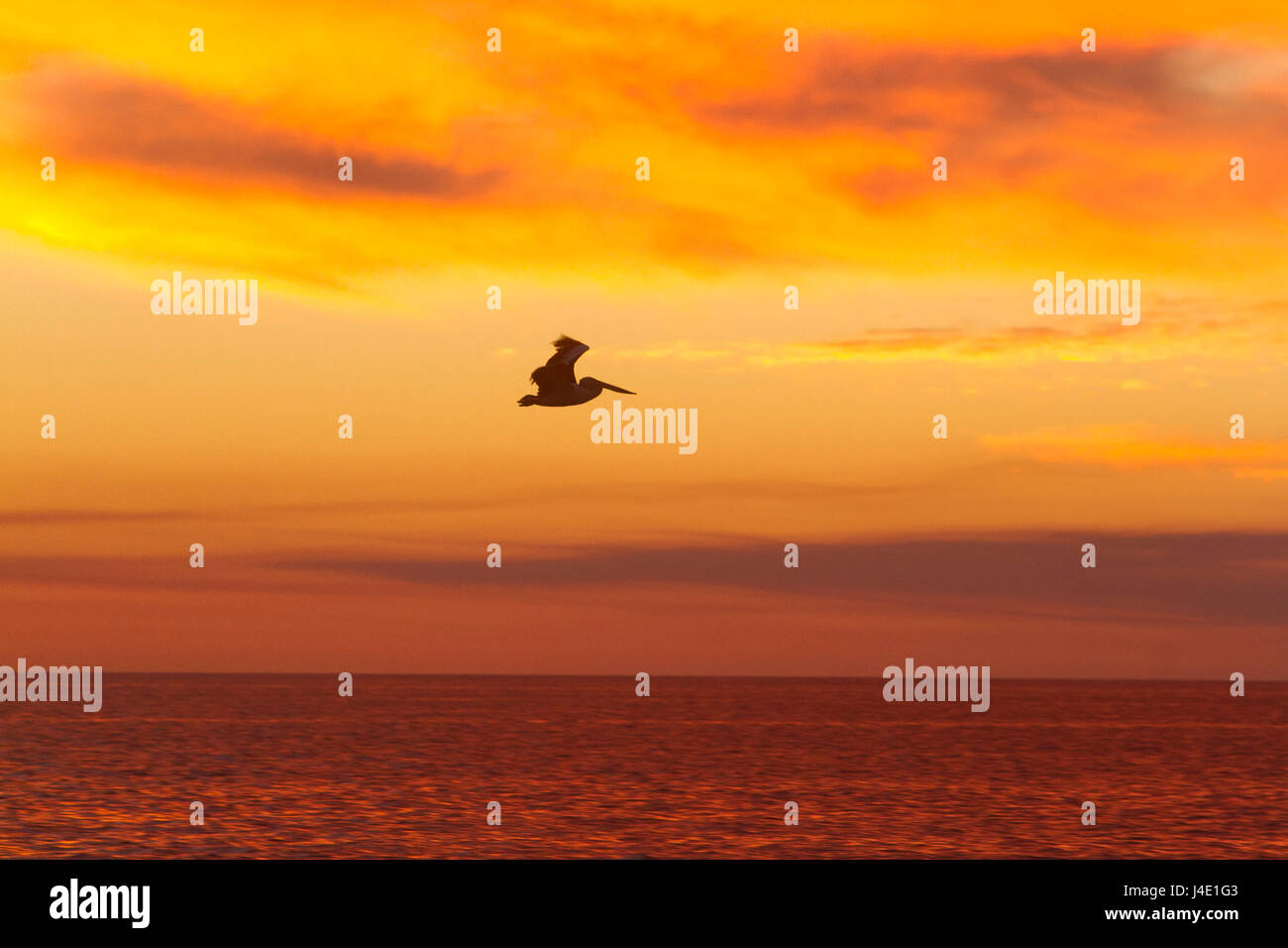 Adelaide, Australia. 11th May, 2017. A Pelican soars during a dramatic ...