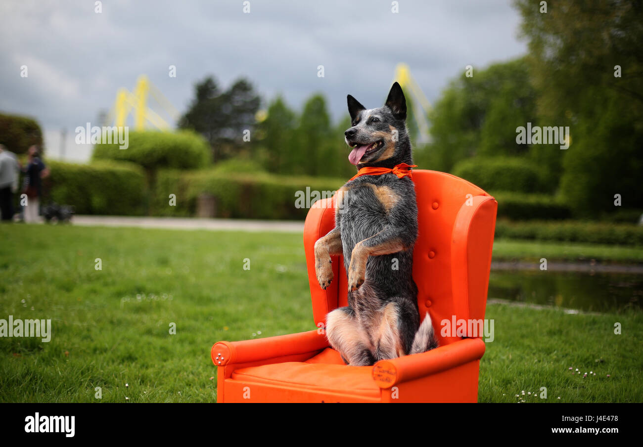 Dortmund, Germany. 12th May, 2017. An Australian Cattle dog poses ...