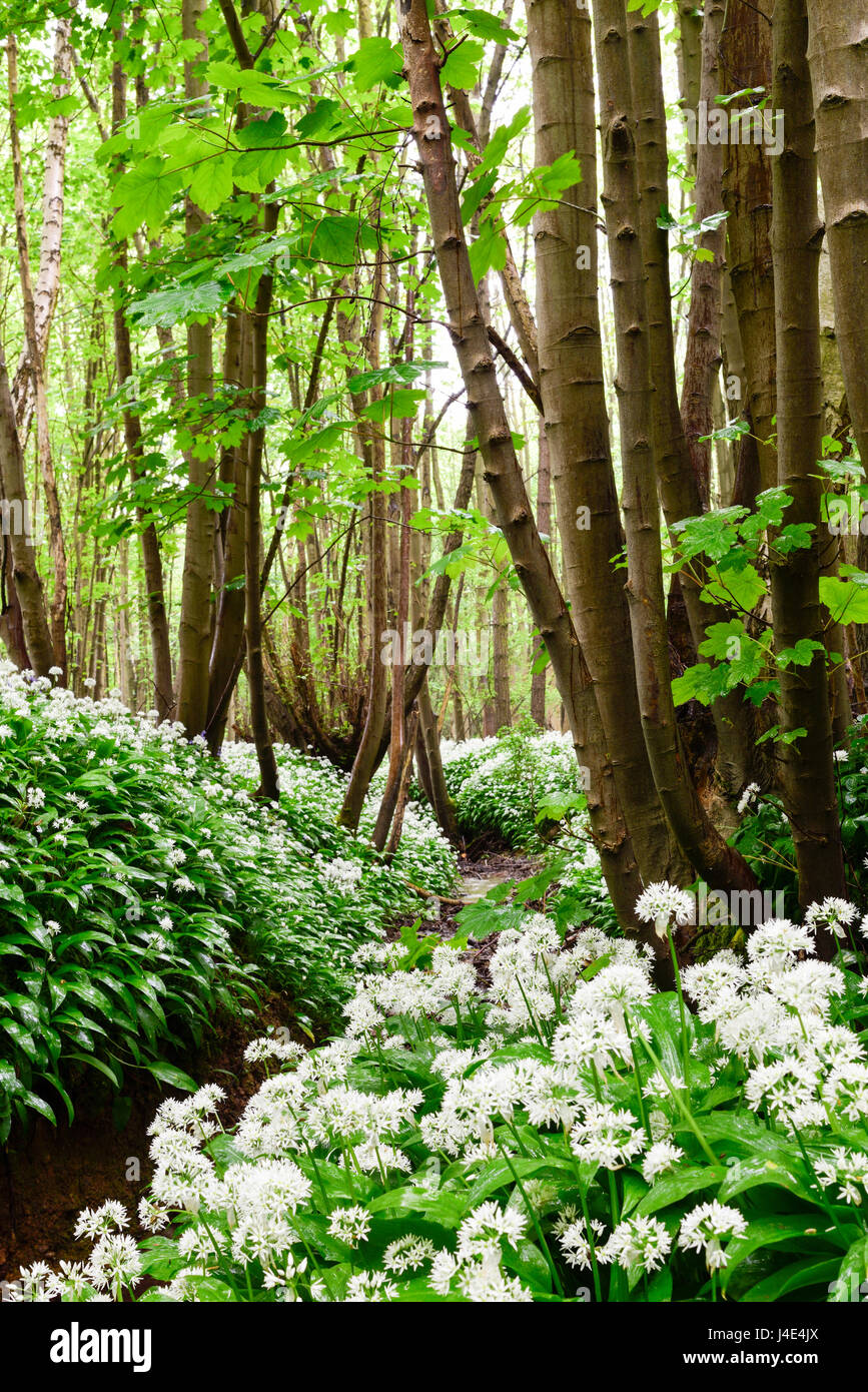 Underwood, Misk Hills, Nottinghamshire, UK. 12th May 2017. Flowering ...