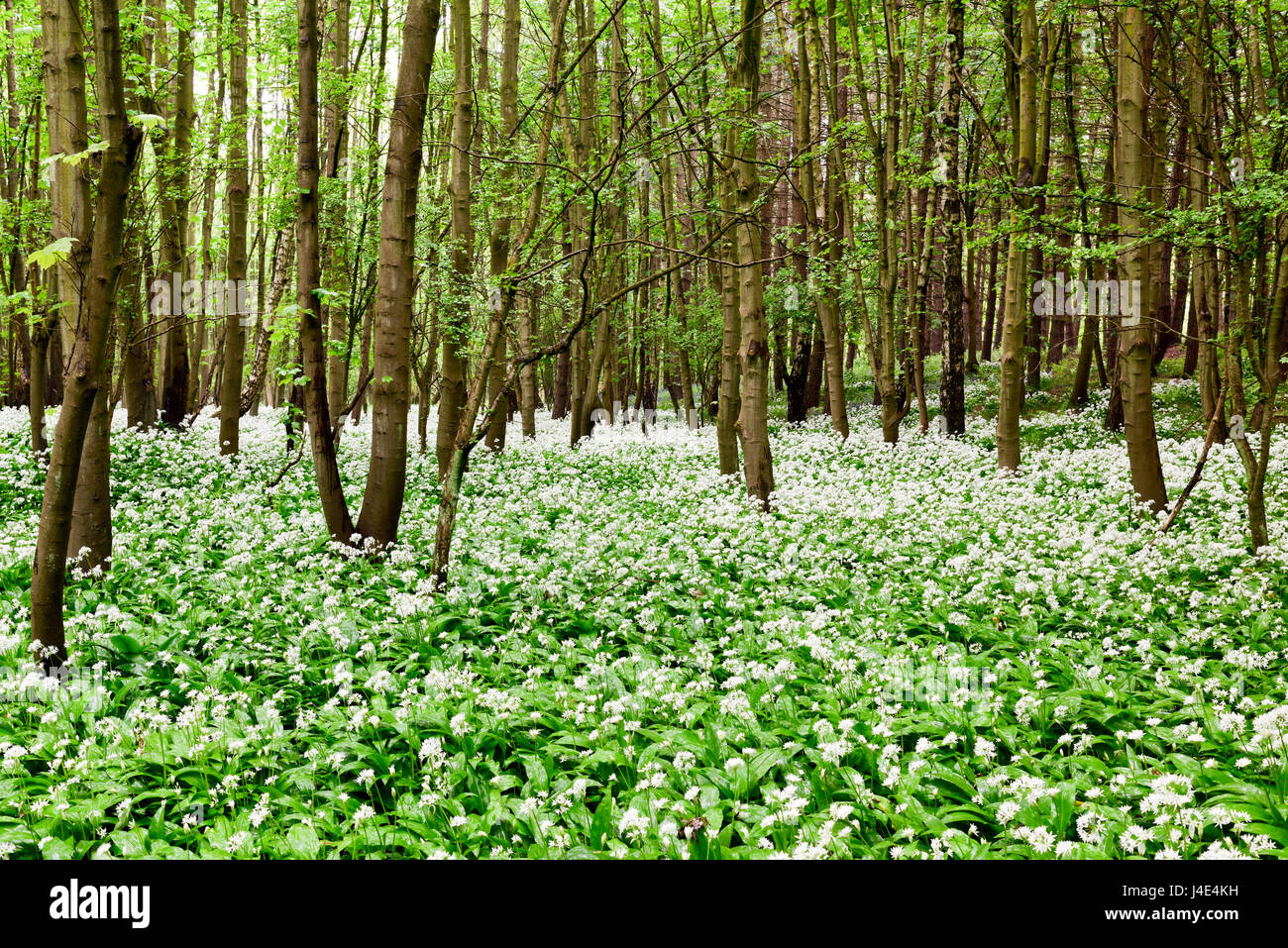 Underwood, Misk Hills, Nottinghamshire, UK. 12th May 2017. Flowering ...