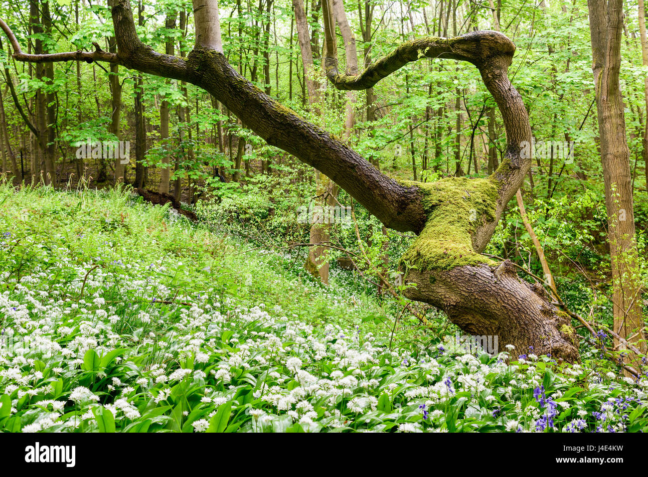 Underwood, Misk Hills, Nottinghamshire, UK. 12th May 2017. Flowering ...