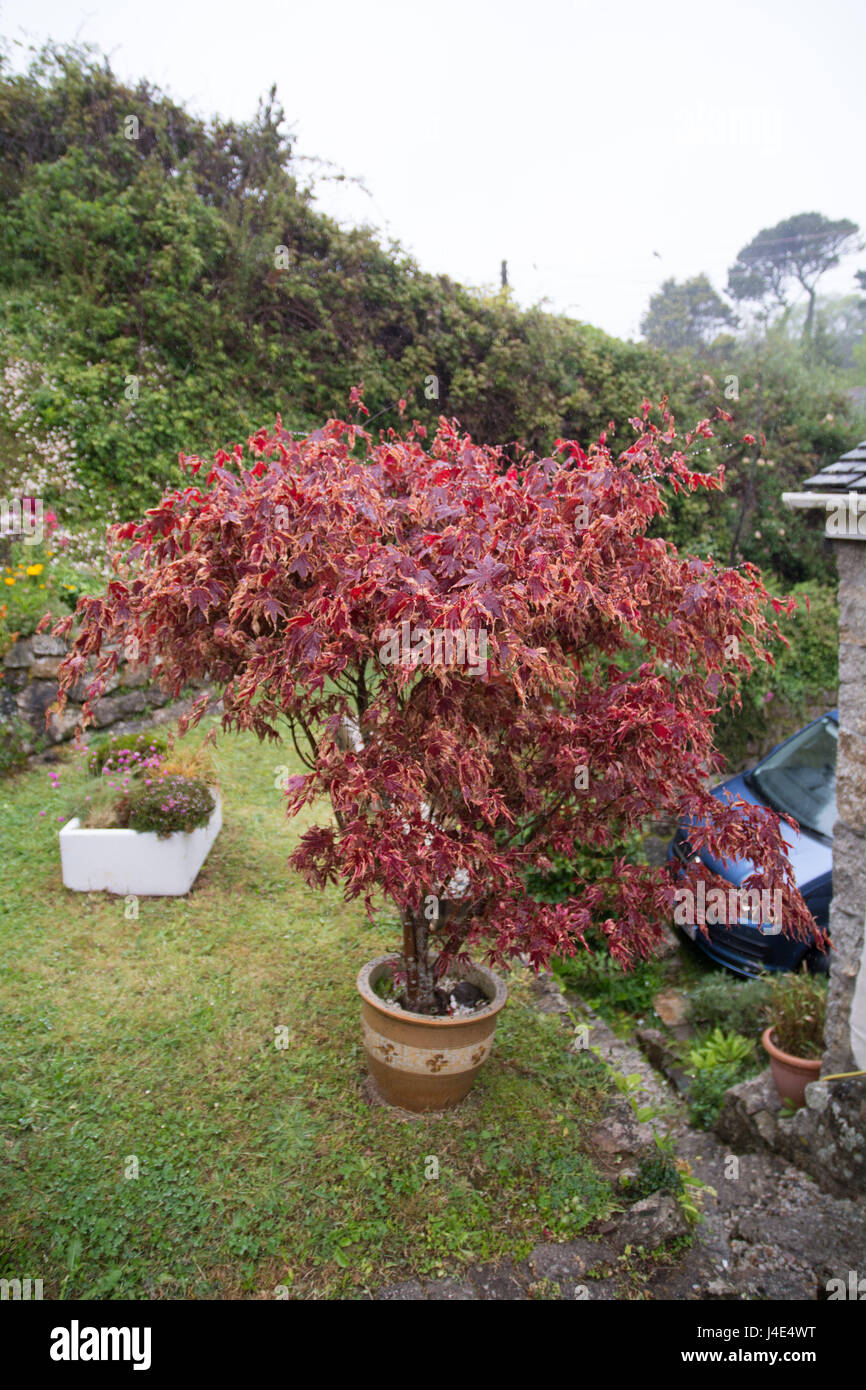 Mousehole, Cornwall, UK. 12th May 2017. UK Weather. After a prolonged ...
