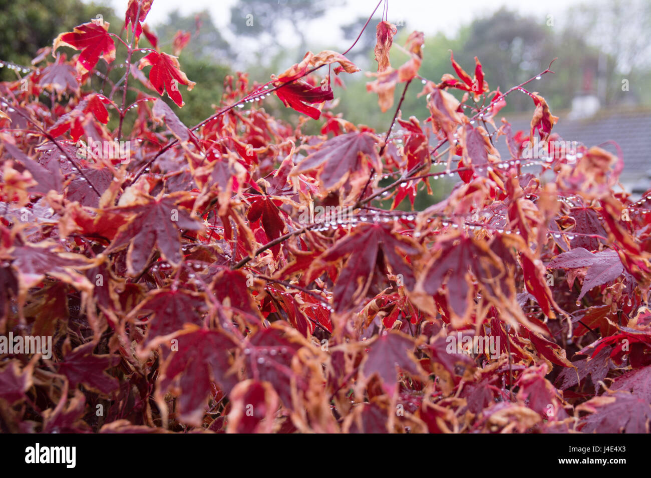 Mousehole tree hi-res stock photography and images - Alamy