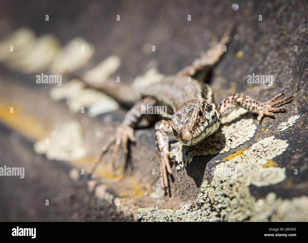 Worms, Germany. 10th May, 2017. A small lizard sitting on a grave stone ...