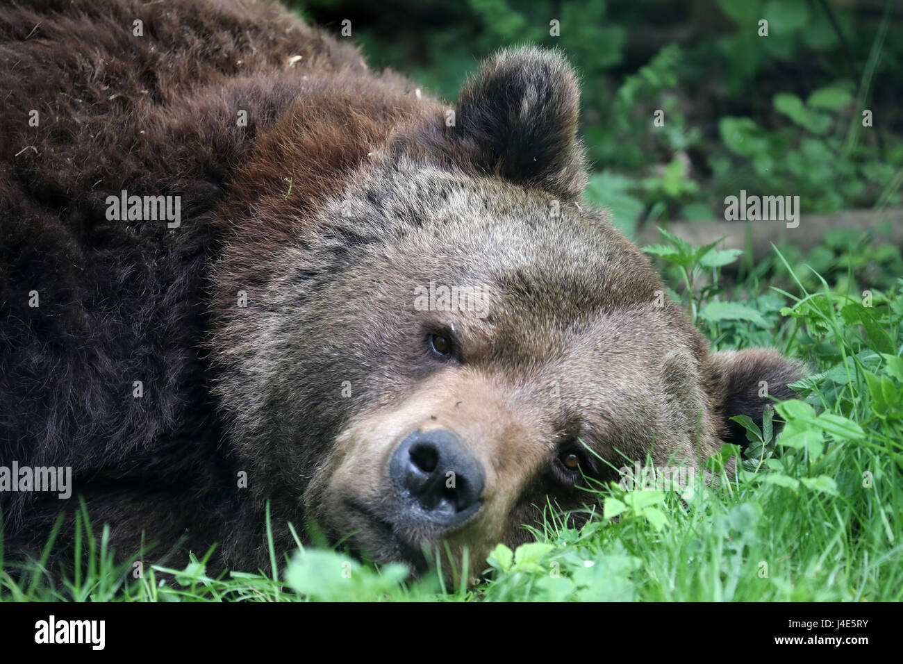 Stuer, Germany. 12th May, 2017. Brown bear Katja lying in her enclosure ...