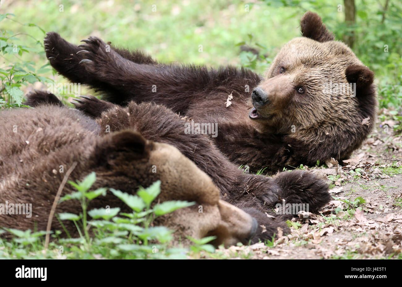 Stuer, Germany. 12th May, 2017. Brown bears Lothar (l) and Sindi lying ...