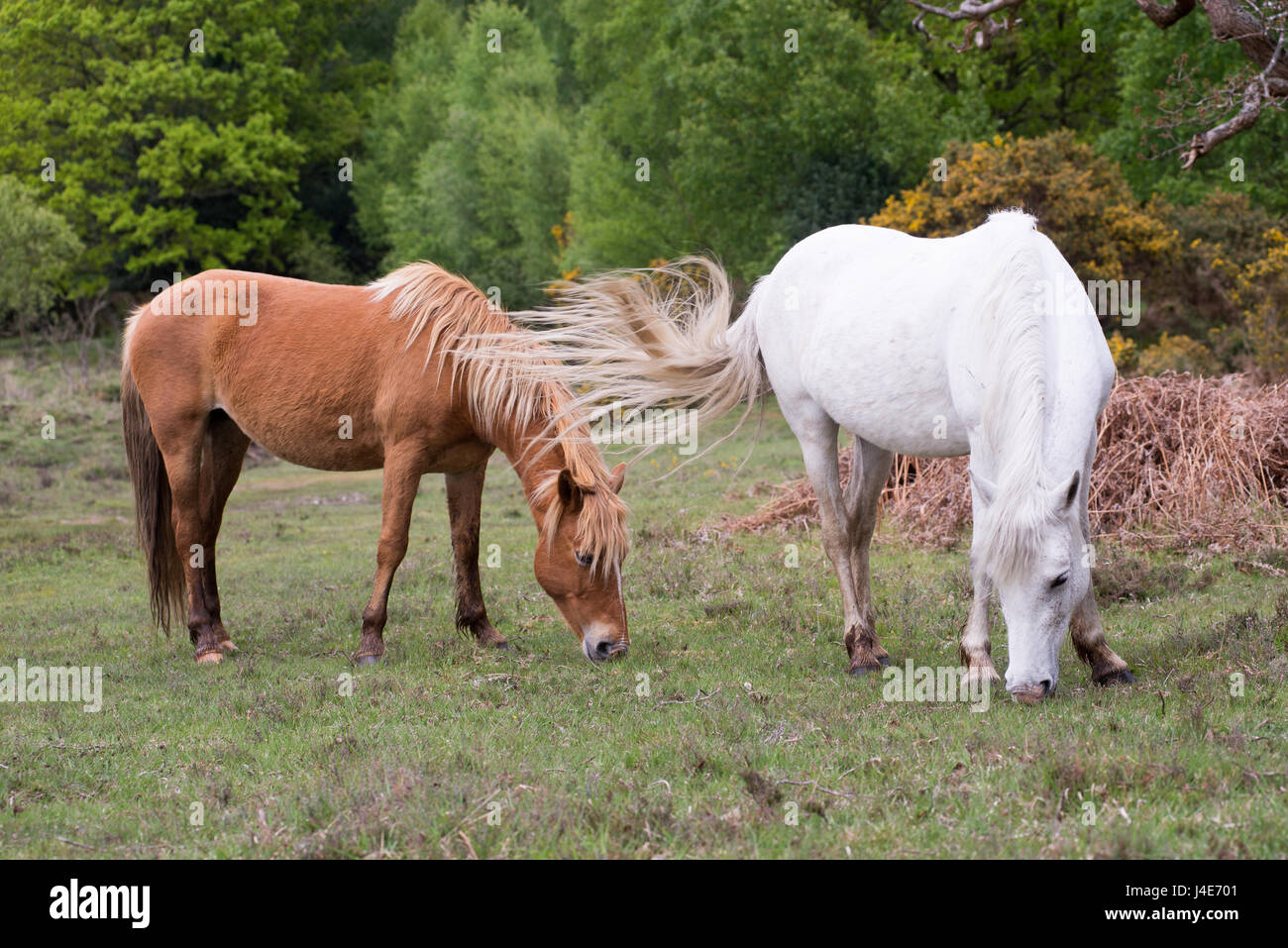 Swishing of tail hi-res stock photography and images - Alamy