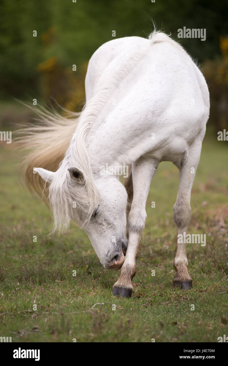 Horse swishing tail hi-res stock photography and images - Alamy
