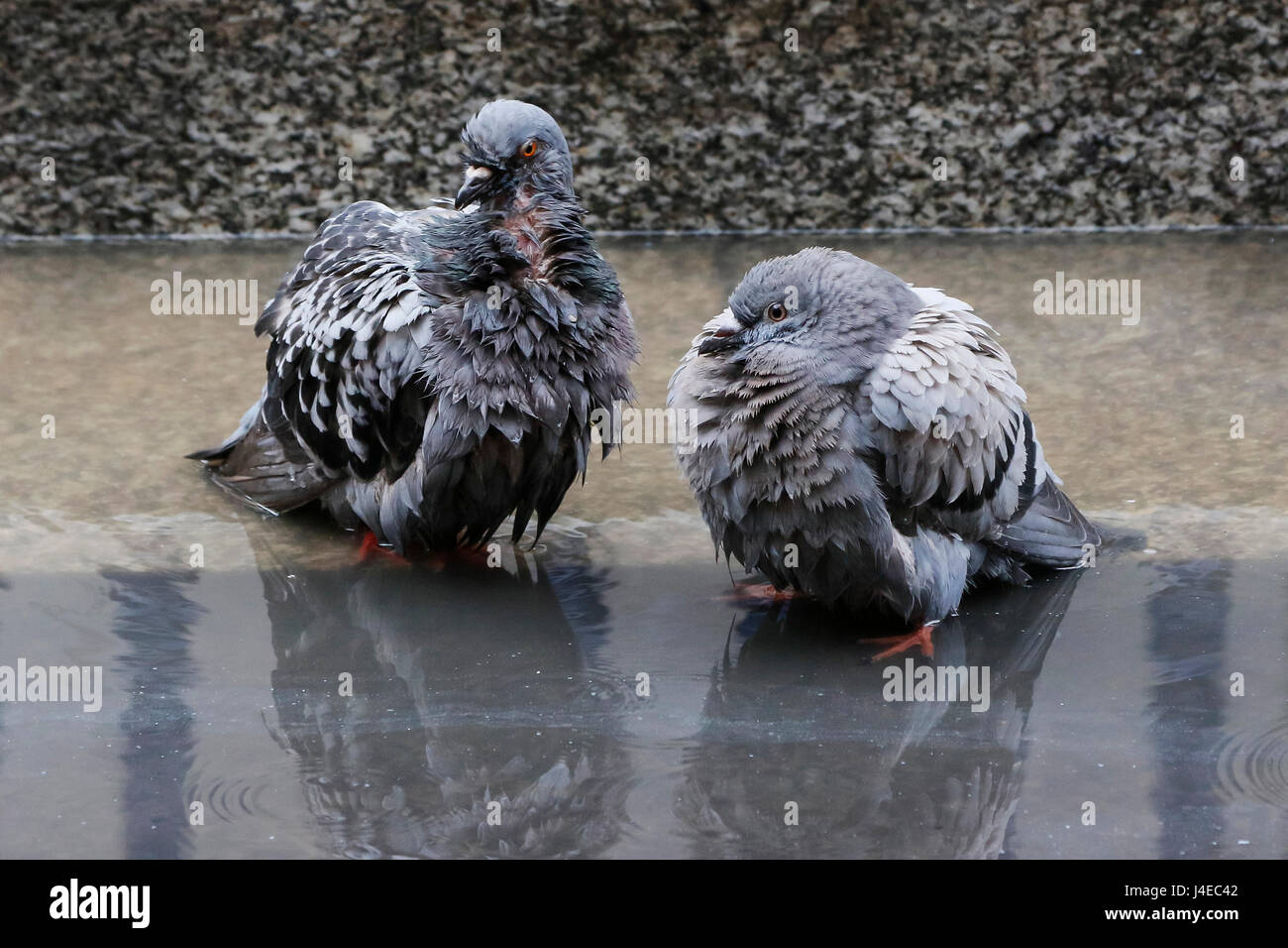 Glasgow, Scotland, UK. 13th May, 2017. Glasgow city's feral pigeons ...