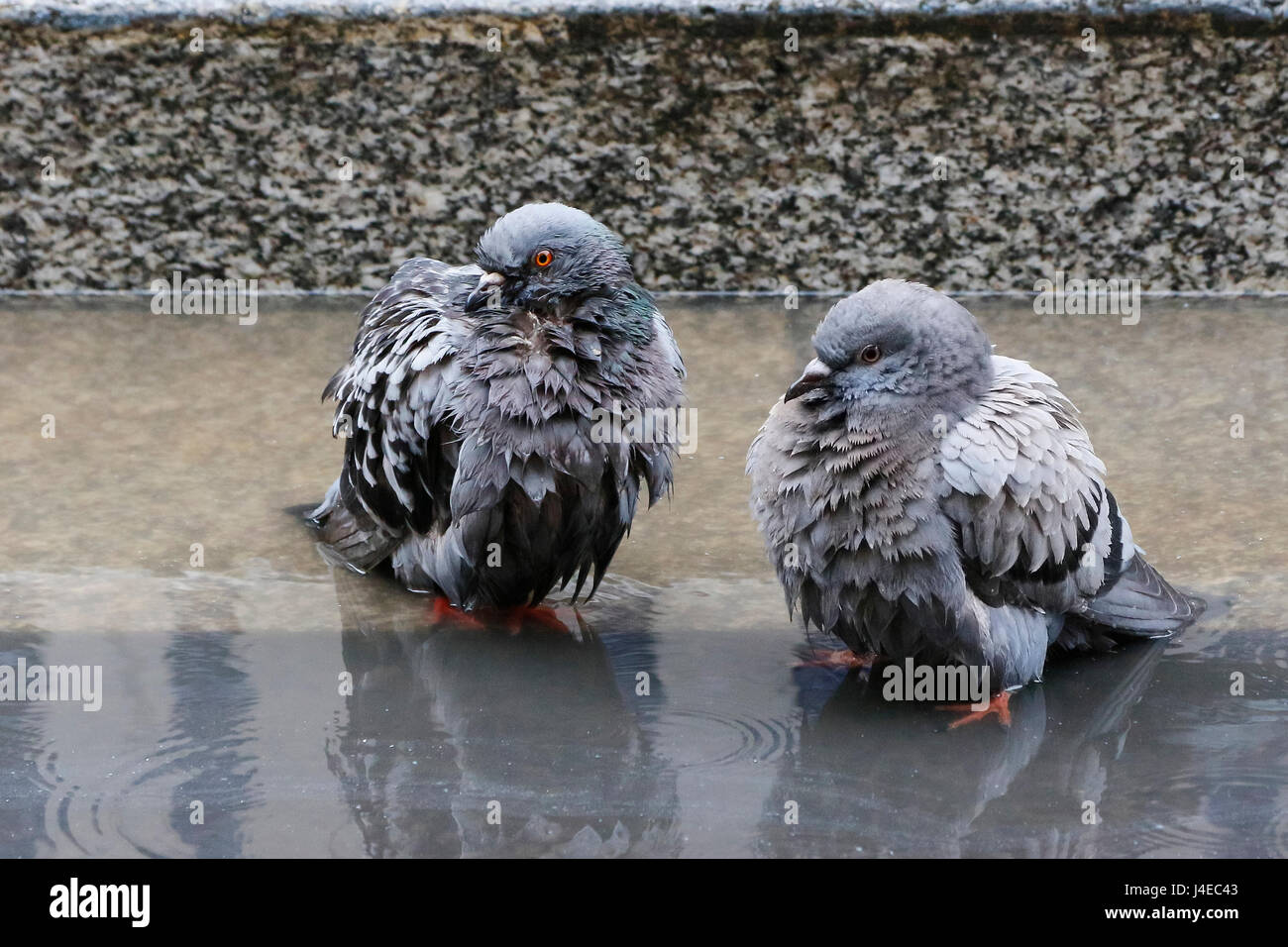 Glasgow, Scotland, UK. 13th May, 2017. Glasgow city's feral pigeons ...