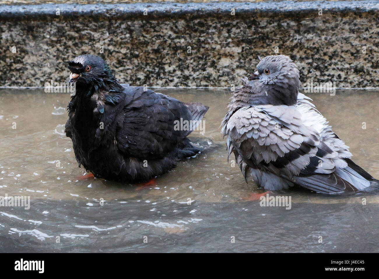 Glasgow, Scotland, UK. 13th May, 2017. Glasgow city's feral pigeons ...