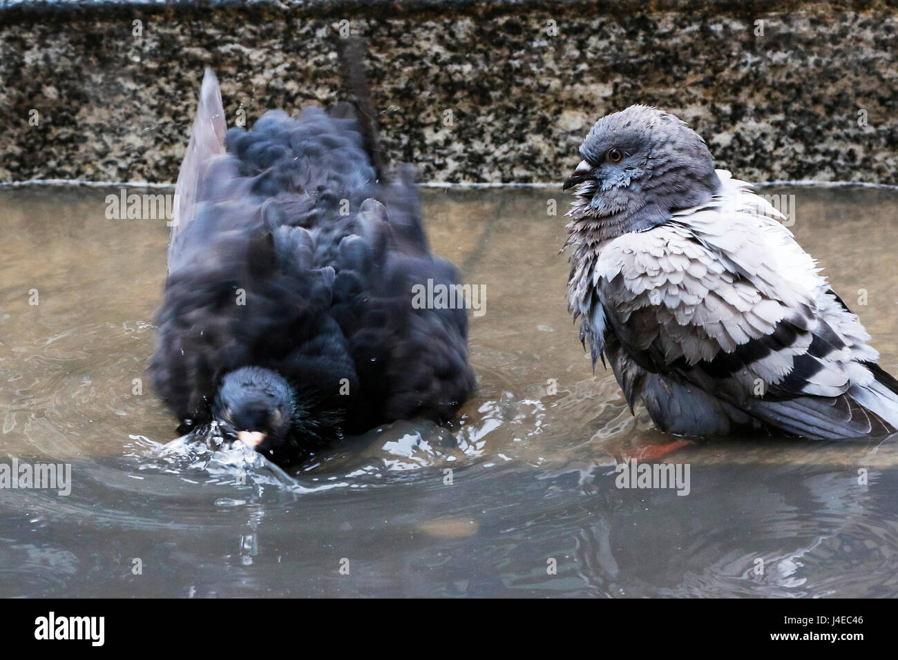 Glasgow, Scotland, UK. 13th May, 2017. Glasgow city's feral pigeons ...