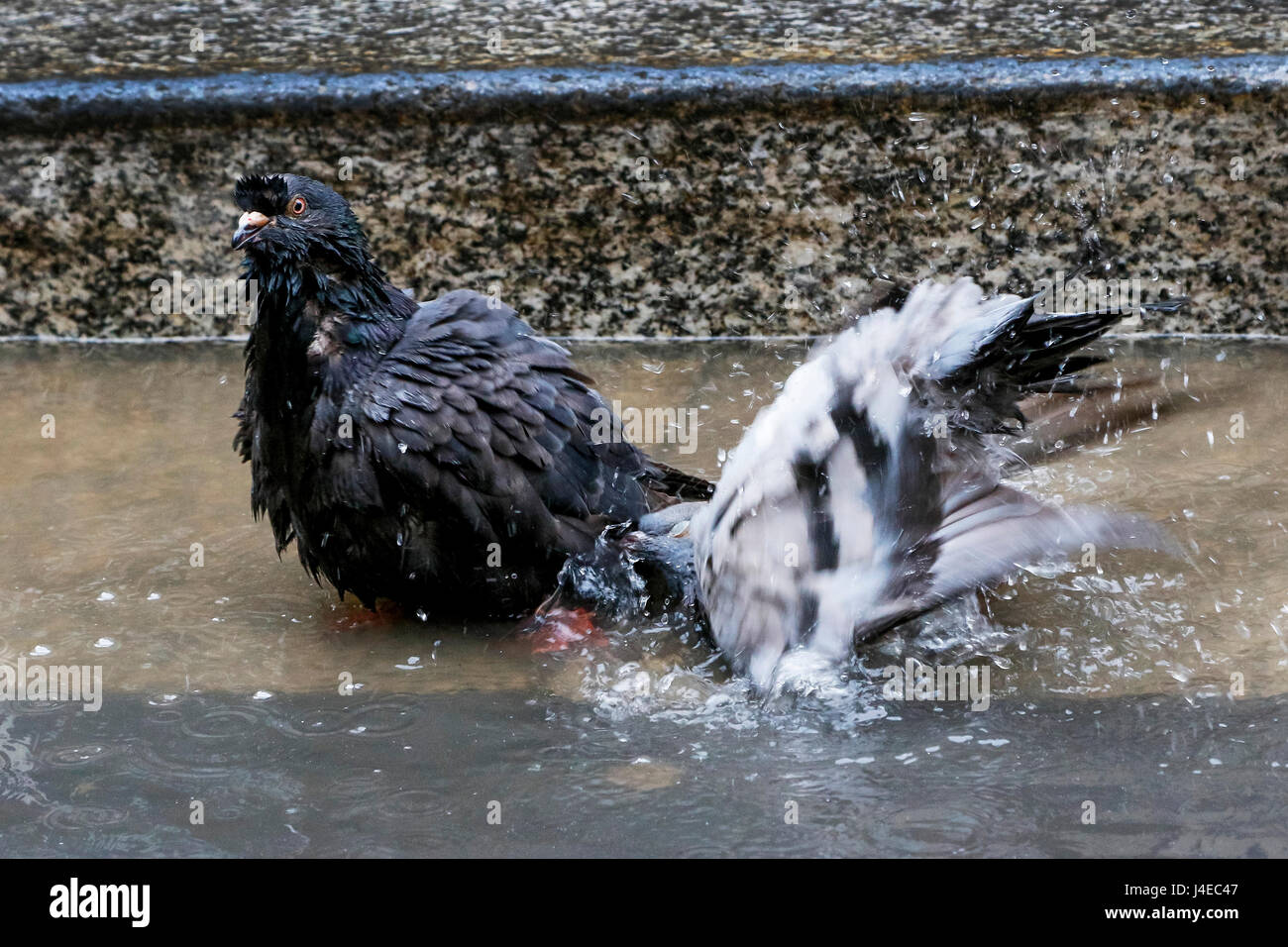 Glasgow, Scotland, UK. 13th May, 2017. Glasgow city's feral pigeons ...