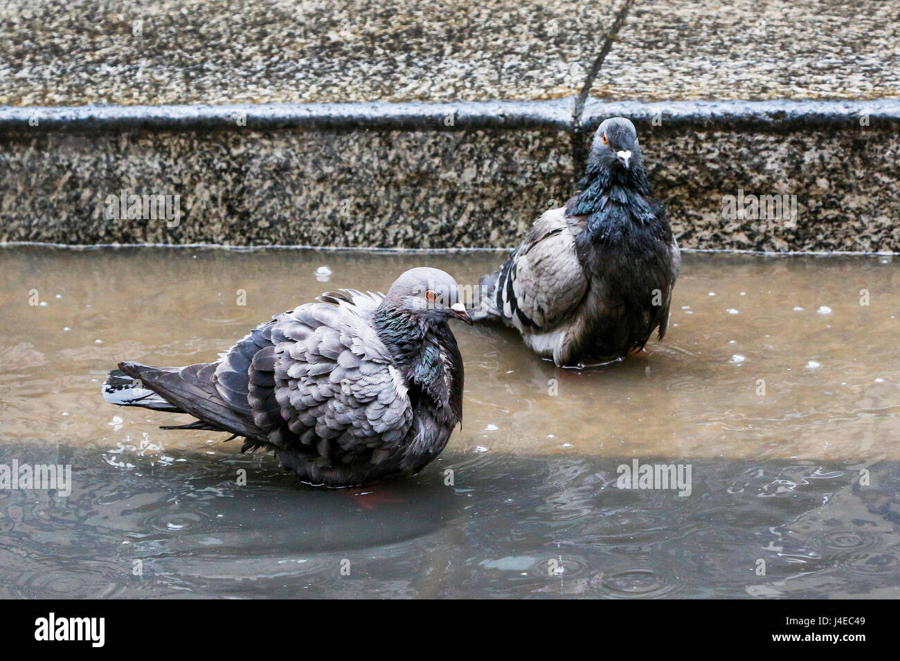 Glasgow, Scotland, UK. 13th May, 2017. Glasgow city's feral pigeons ...