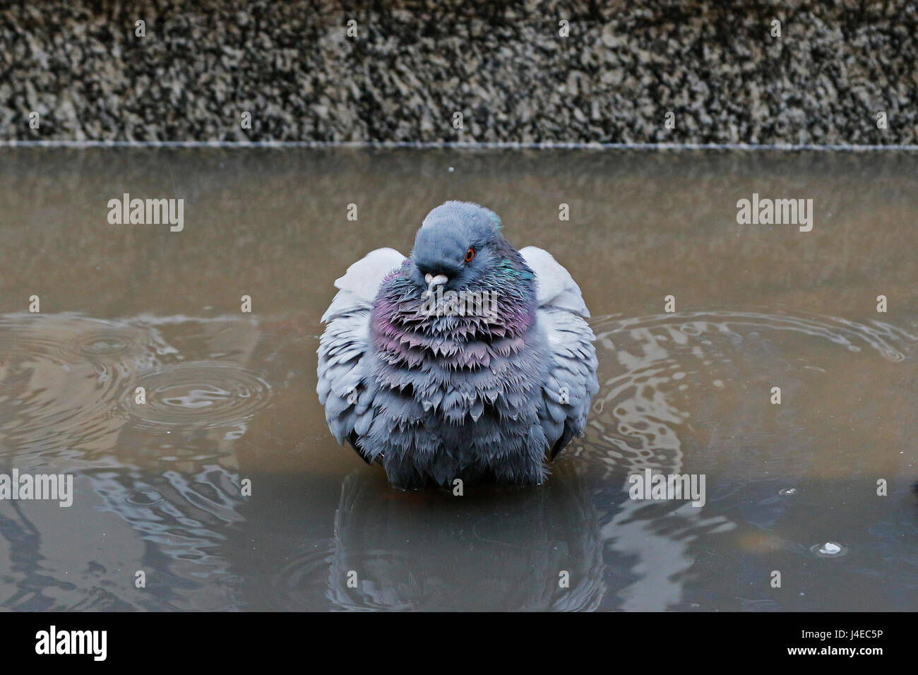 Glasgow, Scotland, UK. 13th May, 2017. Glasgow city's feral pigeons ...