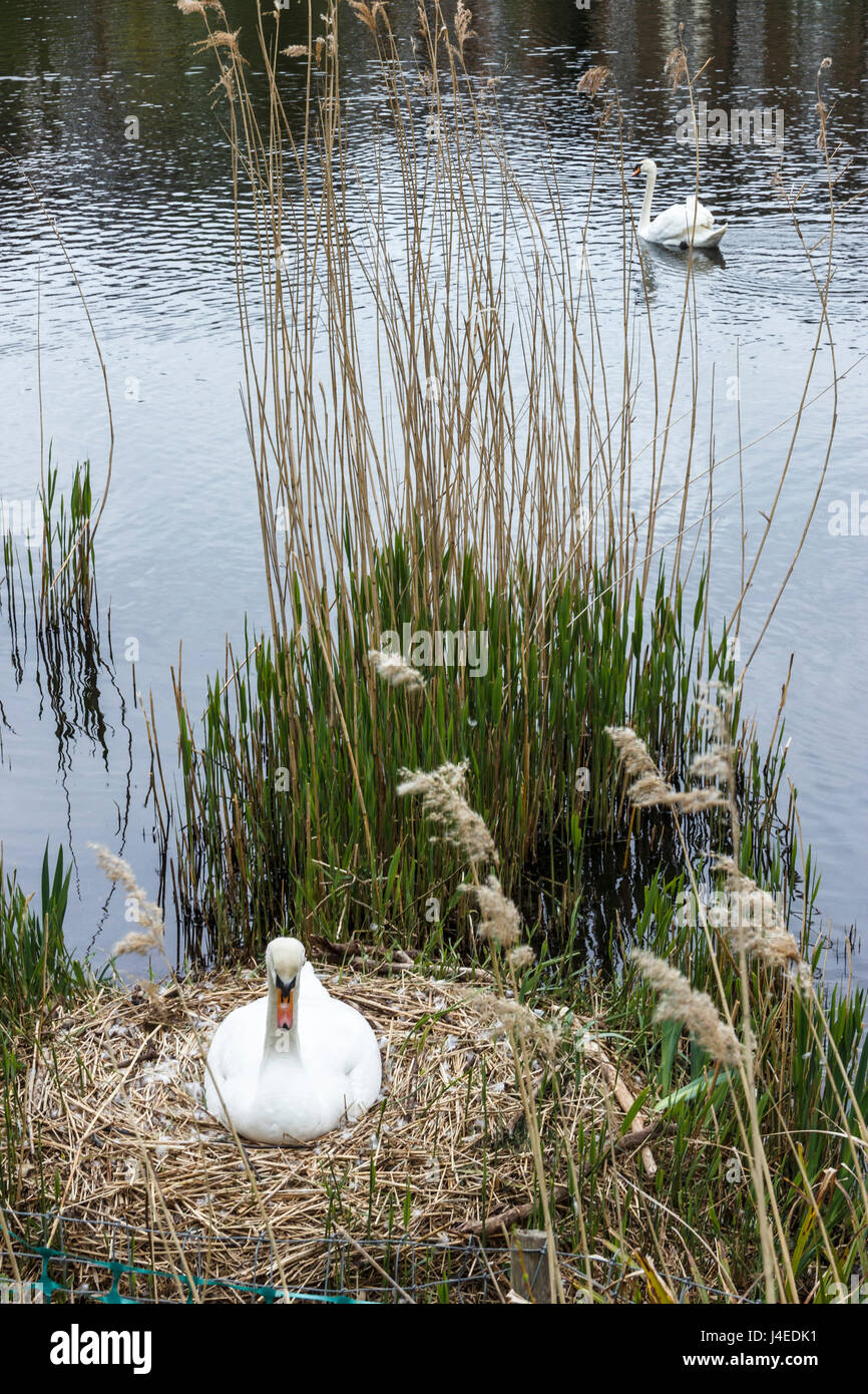 A single female swan sitting on a nest, the male (cob) bird on the pond in the background Stock ...