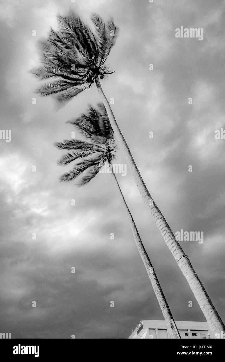 Beach with palm trees Black and White Stock Photos & Images - Alamy