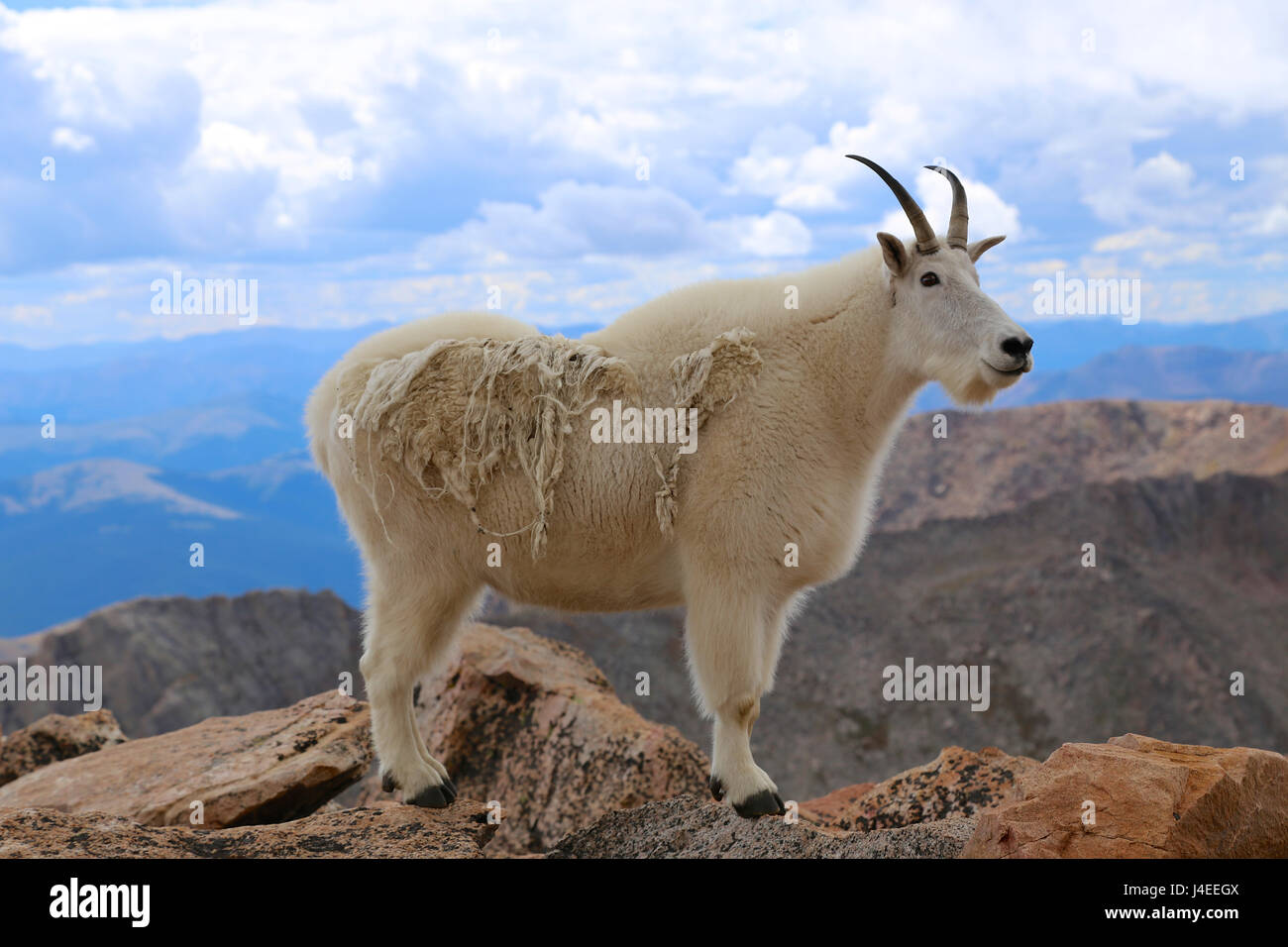Shaggy goat hi-res stock photography and images - Alamy