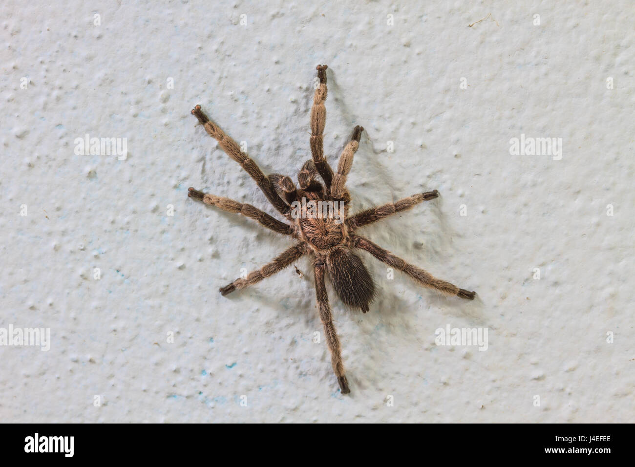 close up Tarantula on ground in home Stock Photo - Alamy