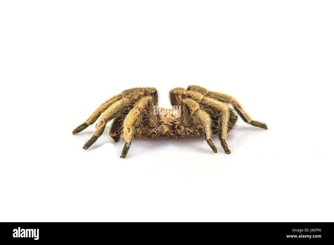 close up Tarantula Isolated on white Background Stock Photo - Alamy