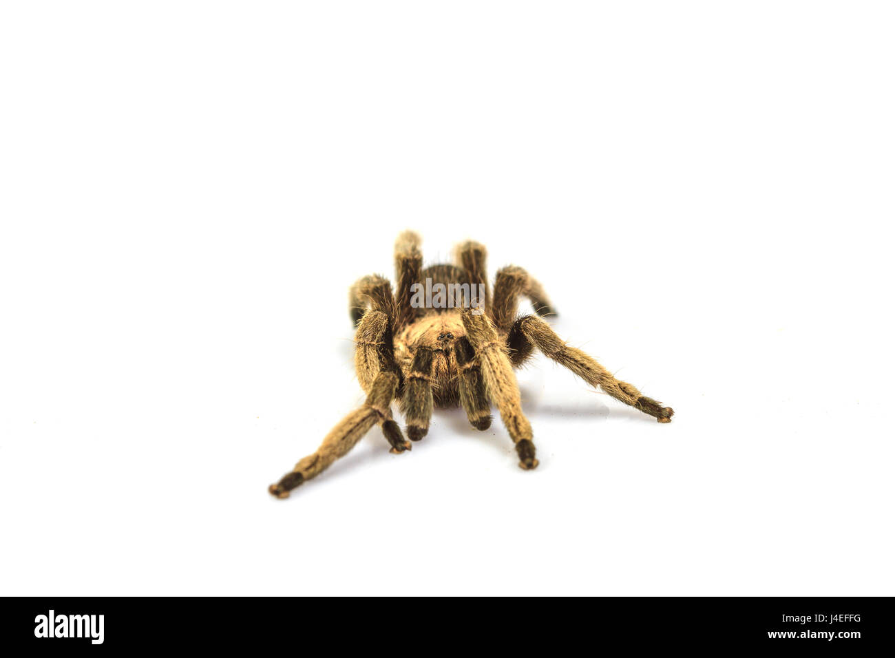 close up Tarantula Isolated on white Background Stock Photo - Alamy