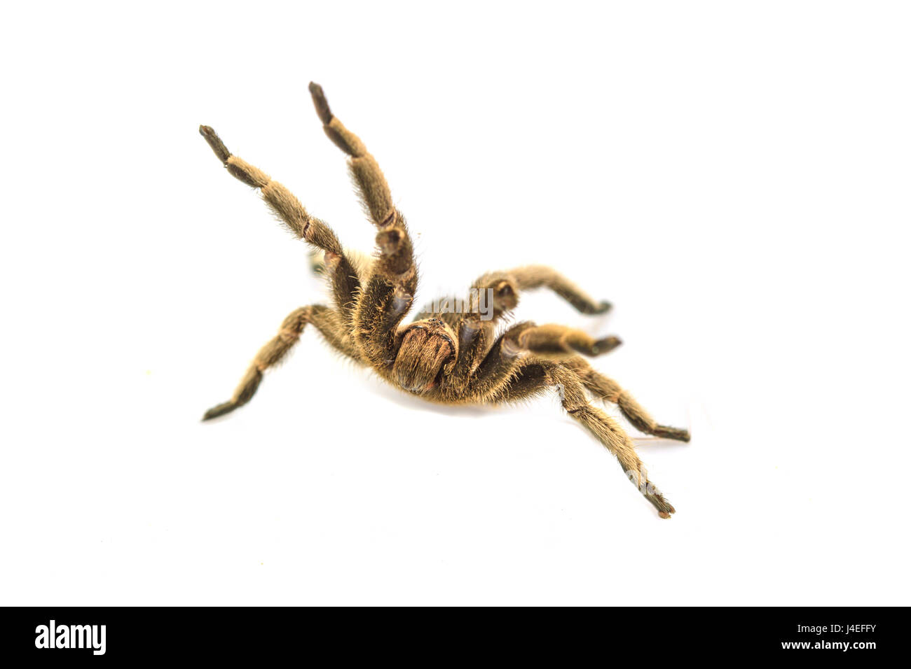 close up Tarantula Isolated on white Background Stock Photo - Alamy