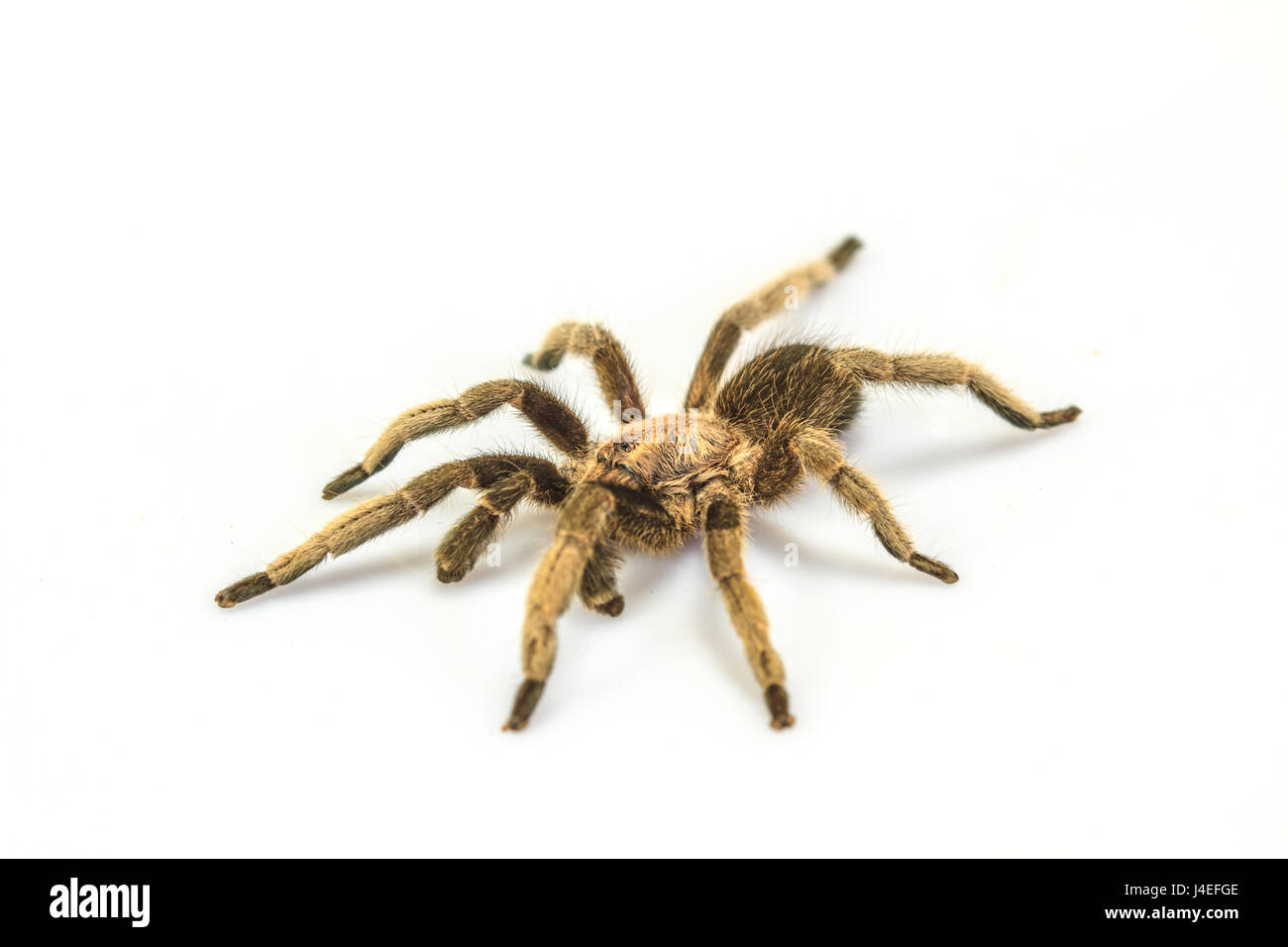 close up Tarantula Isolated on white Background Stock Photo - Alamy