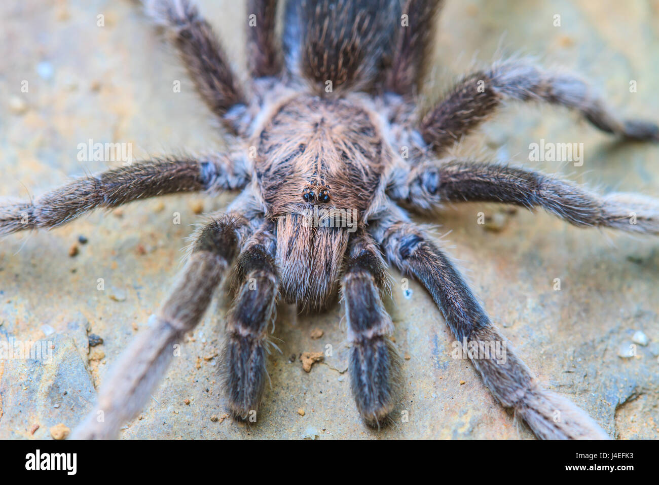 close up Tarantula on ground in forest Stock Photo - Alamy